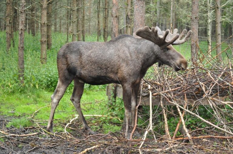 Flodhästar är fascinerande djur som lever i floder, sjöar och våtmarker ...